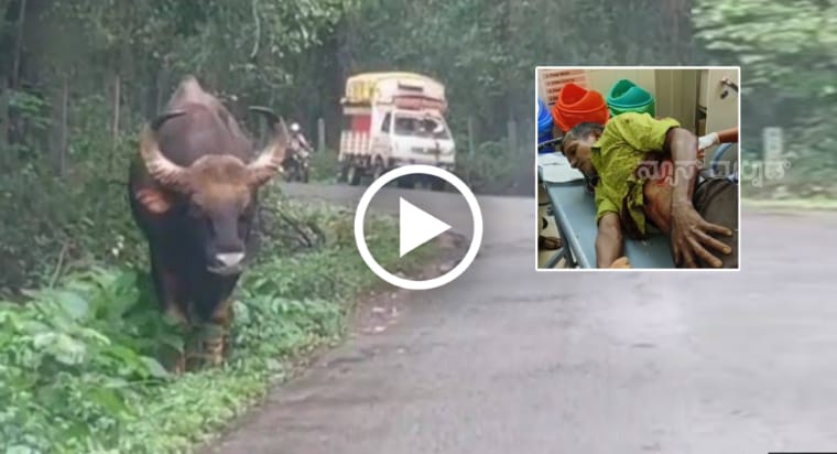 Gaur attack: ವೃದ್ಧನ ಮೇಲೆ ಕಾಡುಕೋಣ ಅಟ್ಯಾಕ್ - News Malnad
